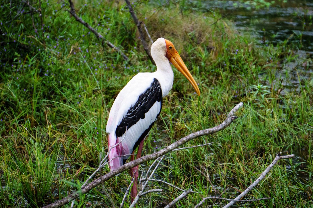 Yala National Park: On Safari in Sri Lanka | RunawayBrit