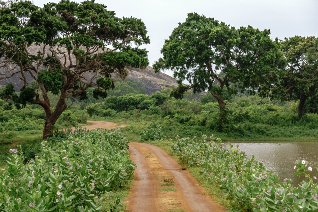 Yala National Park: On Safari in Sri Lanka - Runaway Brit