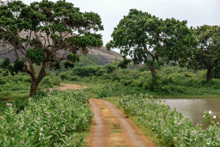 Yala National Park: On Safari in Sri Lanka | RunawayBrit