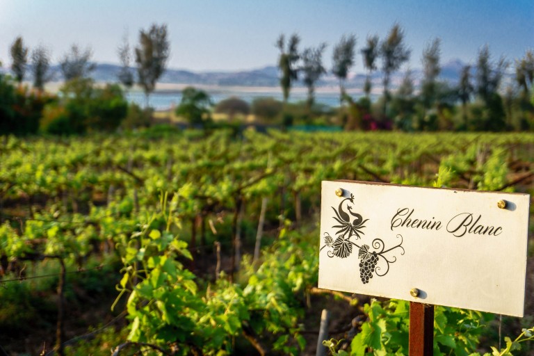 A Weekend in India's Wine Region
